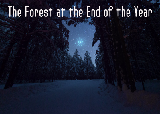 The Forest at the End of the Year – GEORGE L THOMAS